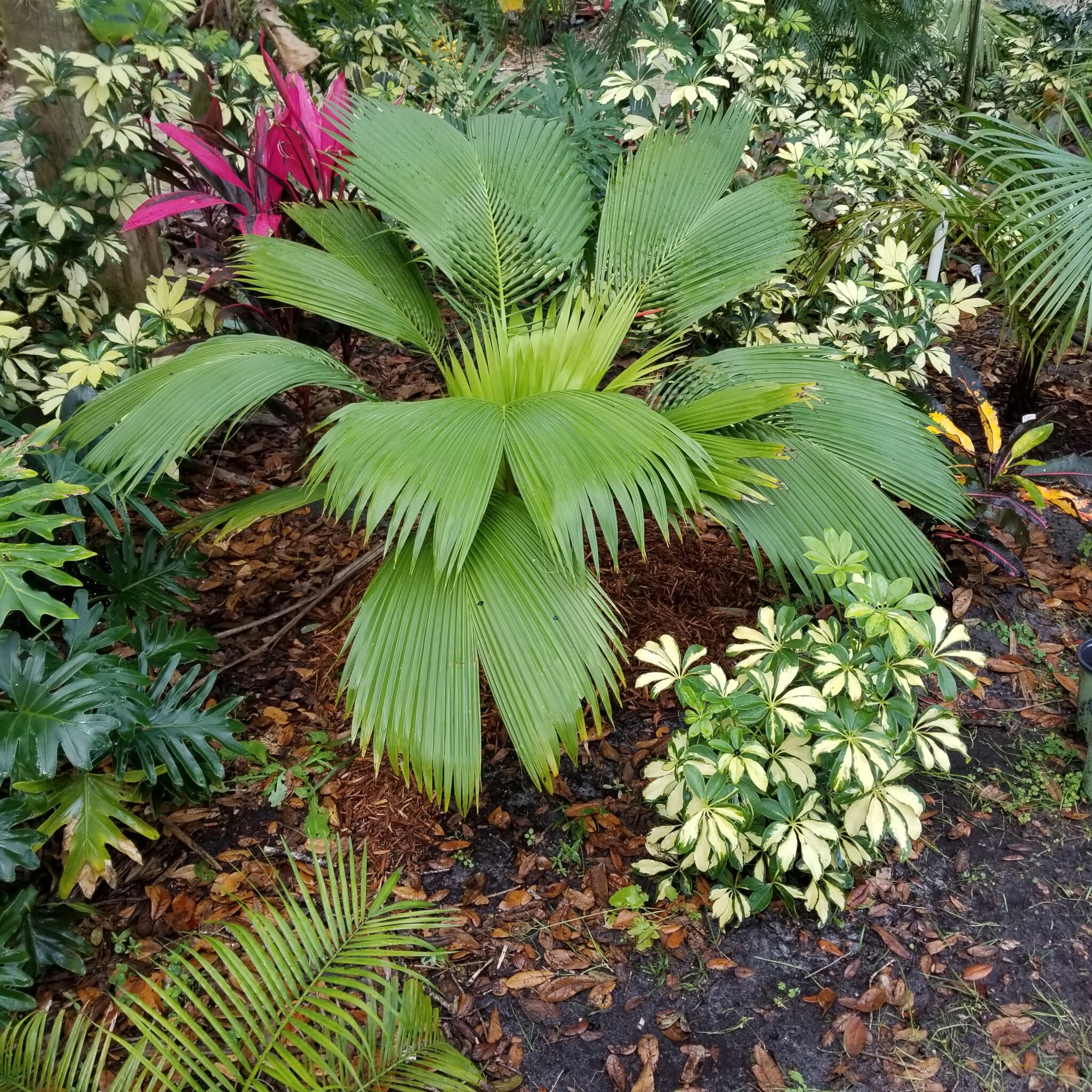 Conservation - St. Johns Botanical Garden and Nature Preserve